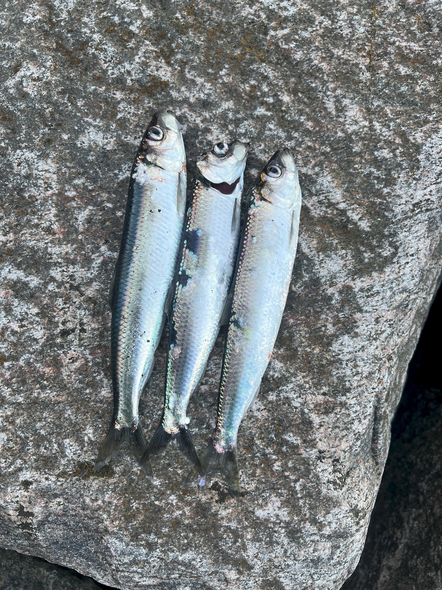 Find fiskepladser, fiske-guides, artikler, inspiration og meget mere